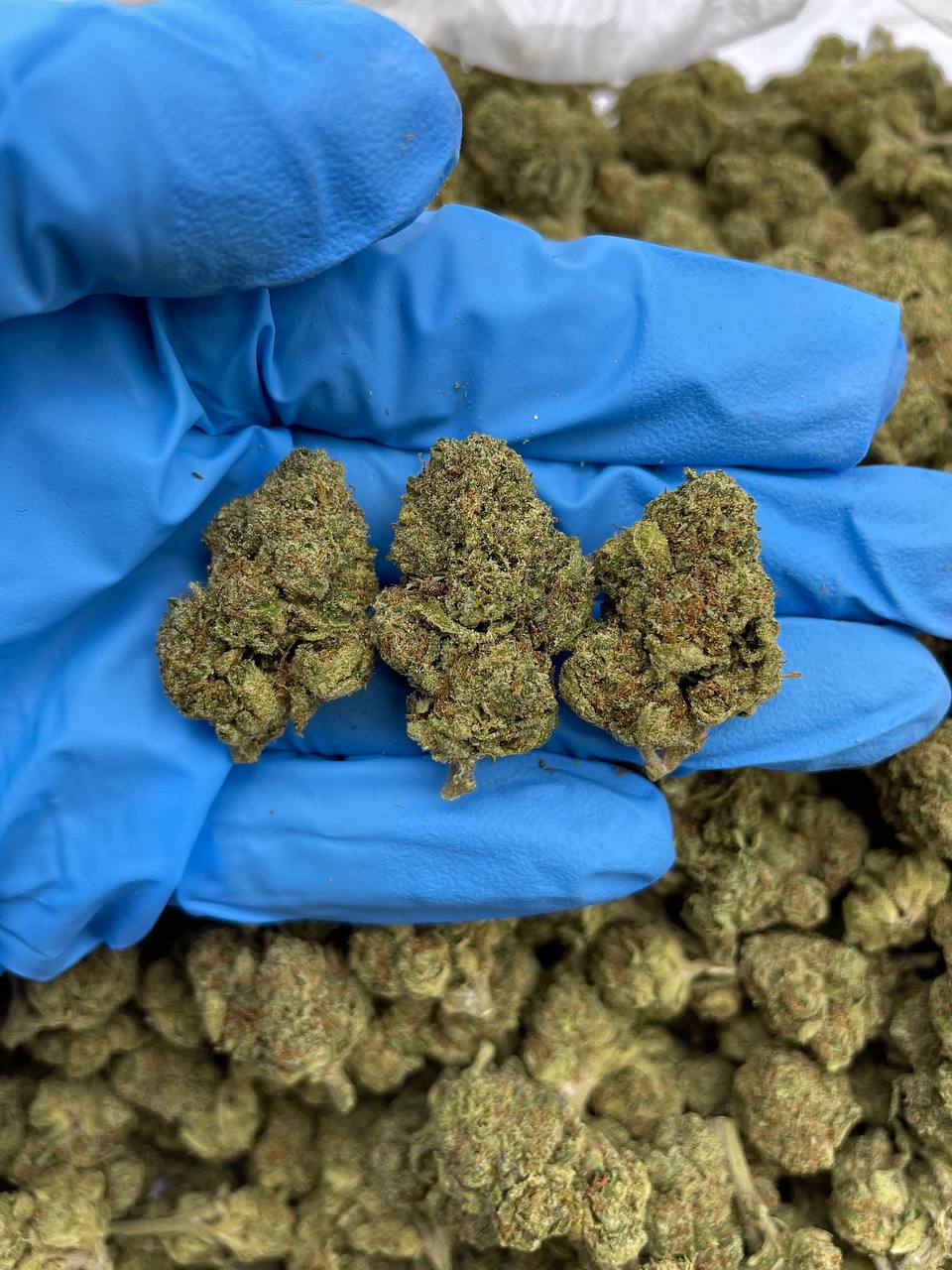 Cherry Gas - skunklamedia.com