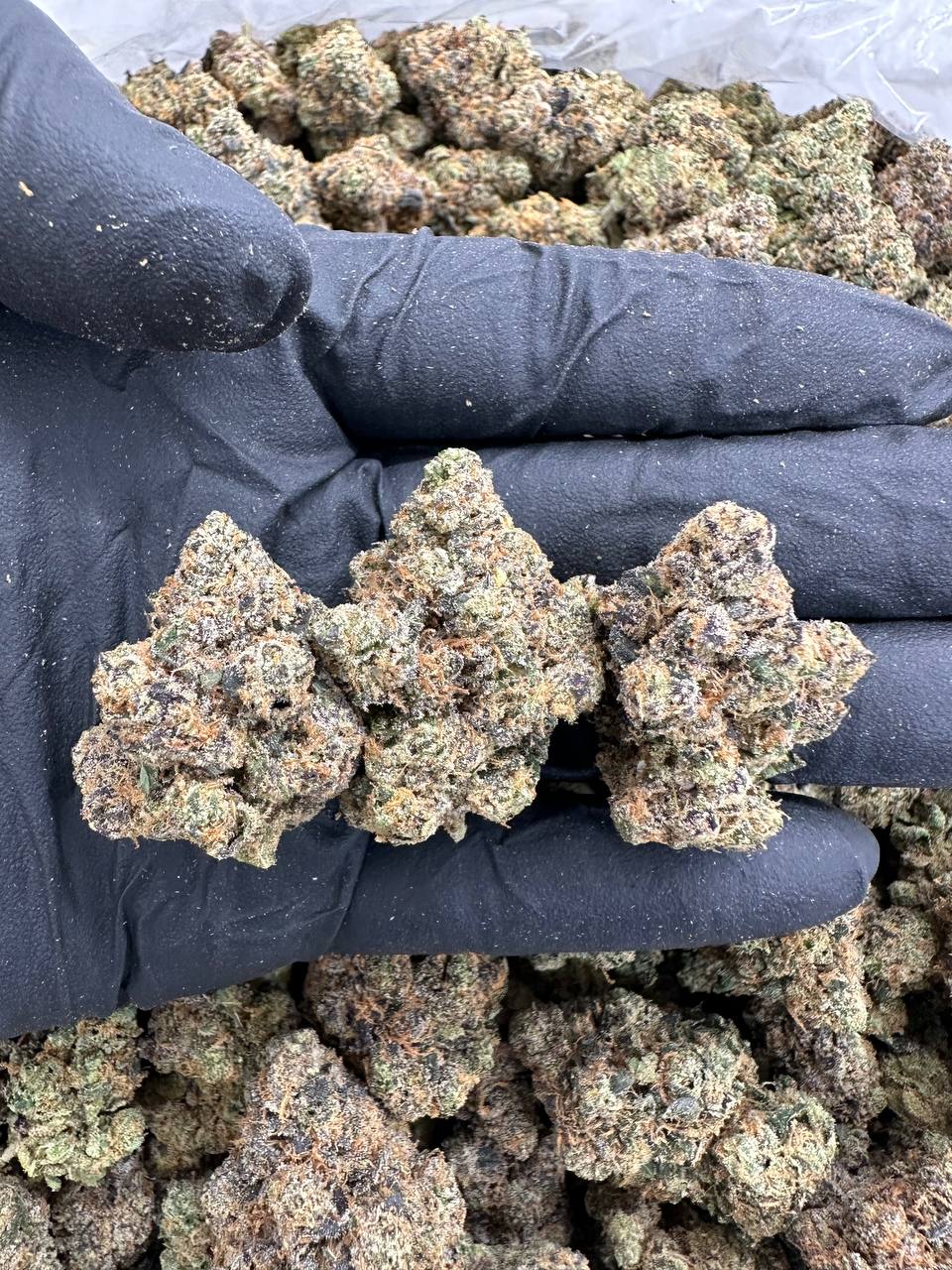 Pink Diamond - skunklamedia.com