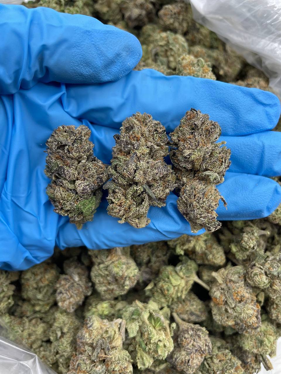 Platinum Silver - skunklamedia.com