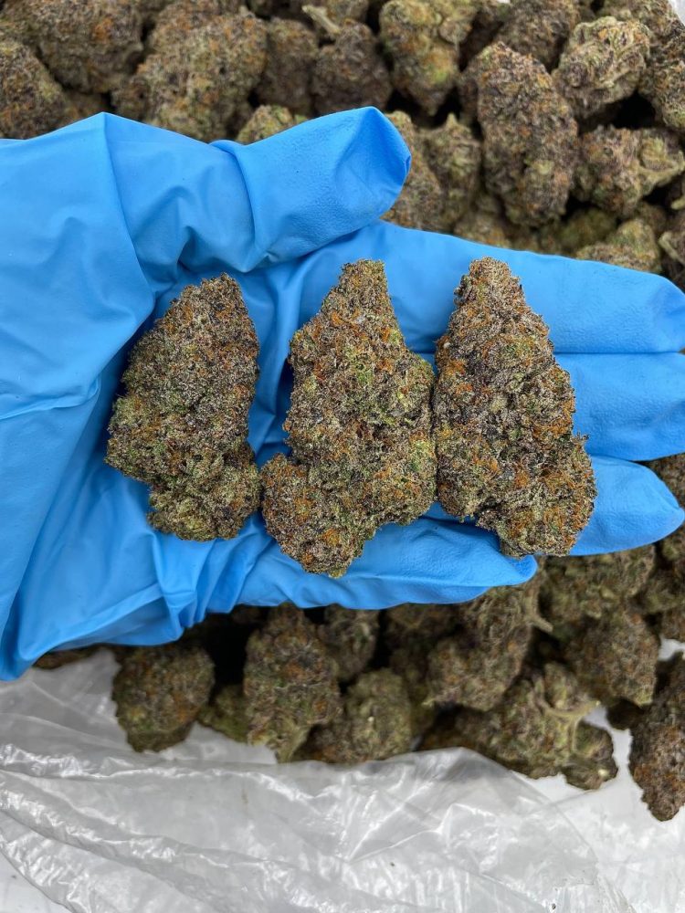 PM X RS11 Strain - Skunklamedia.com