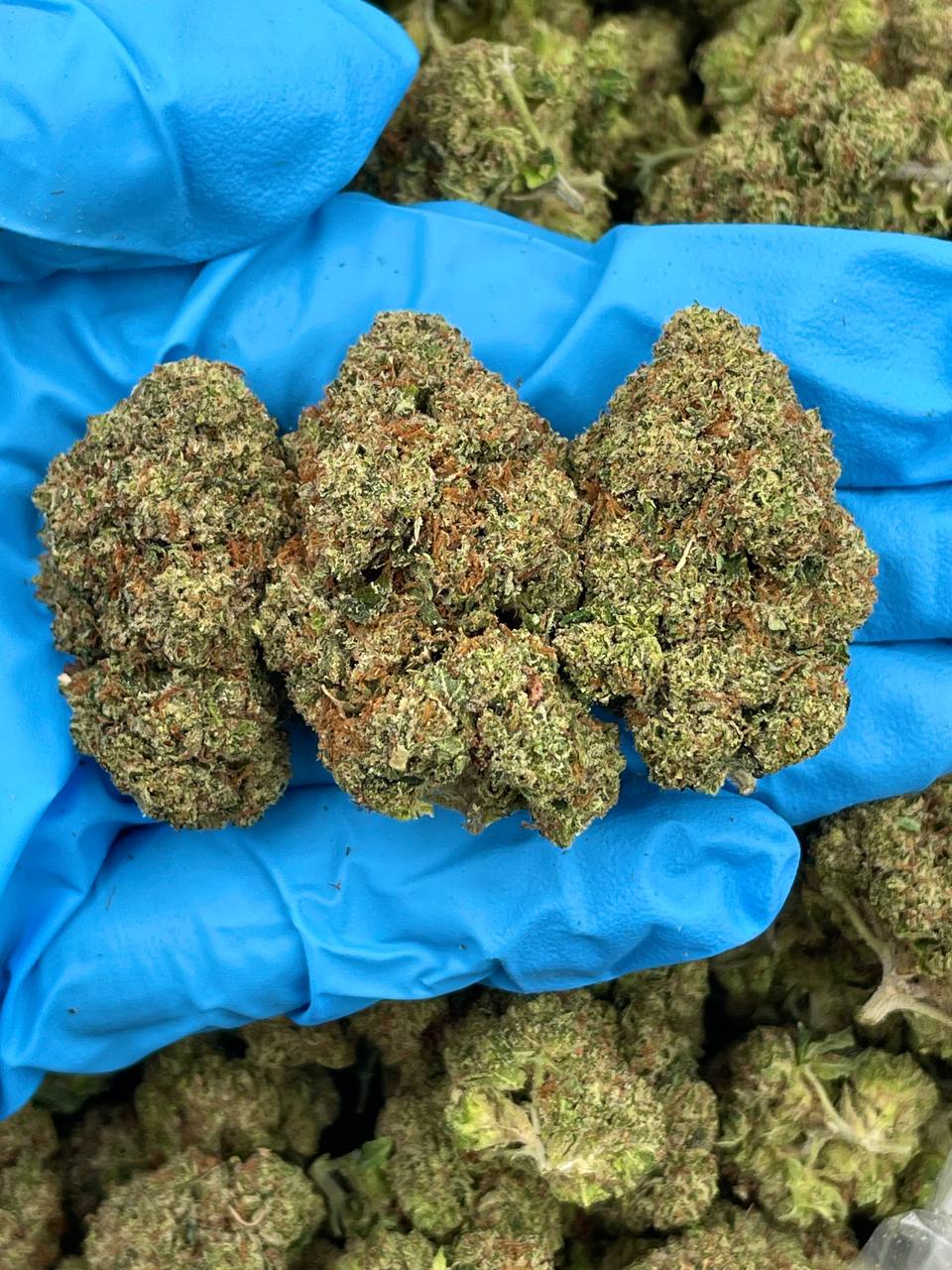 Fire OG Strain - Skunklamedia.com