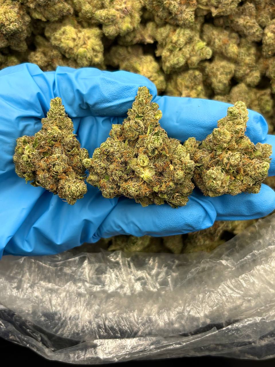 Candy Apple Sherbert Strain - Skunklamedia.com